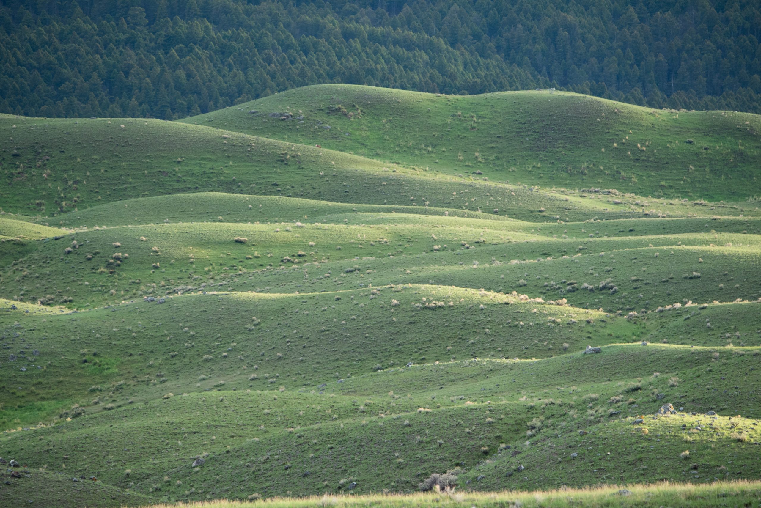 ROLLING HILLS- What can you make of it? - Capital Champlain