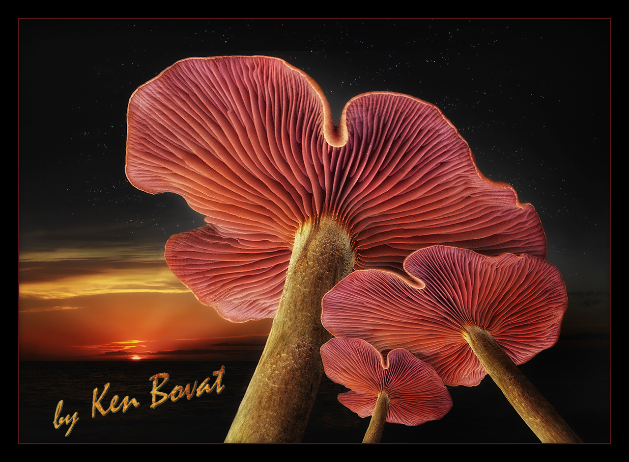 February Creative Exercise "Still Life" - Capital Champlain