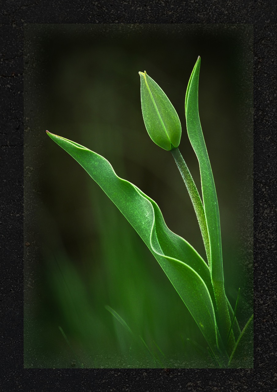 Creative Exercise "Spring" - Capital Champlain